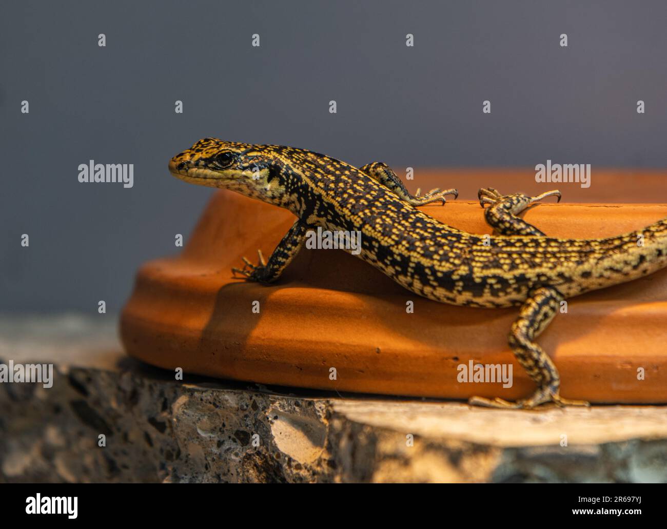 Grand skink new zealand hi-res stock photography and images - Alamy