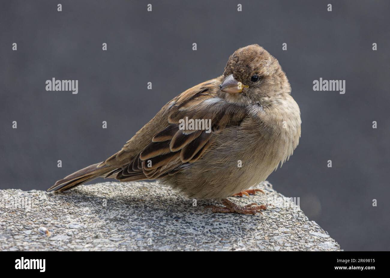 Wellington zoo new zealand hi-res stock photography and images - Alamy