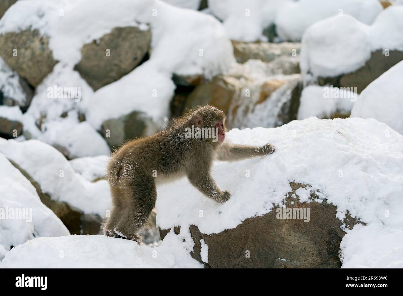 Snow monkey japanese macaque hi-res stock photography and images - Alamy