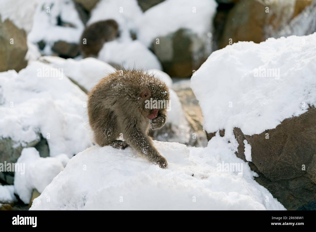 Cute monkey in space hi-res stock photography and images - Alamy