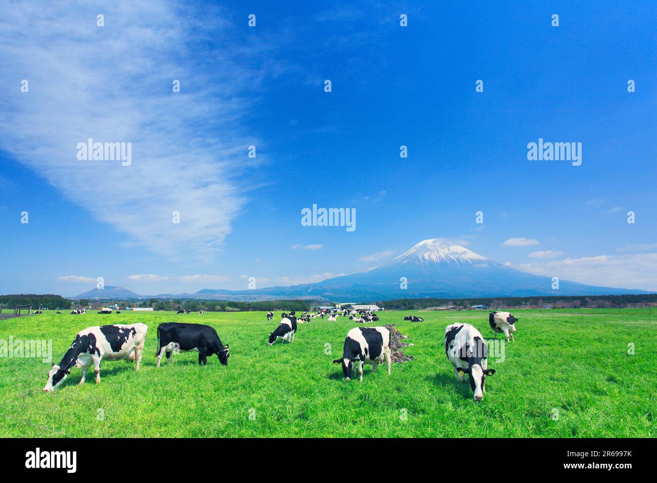 Japan cow mountain hi-res stock photography and images - Alamy
