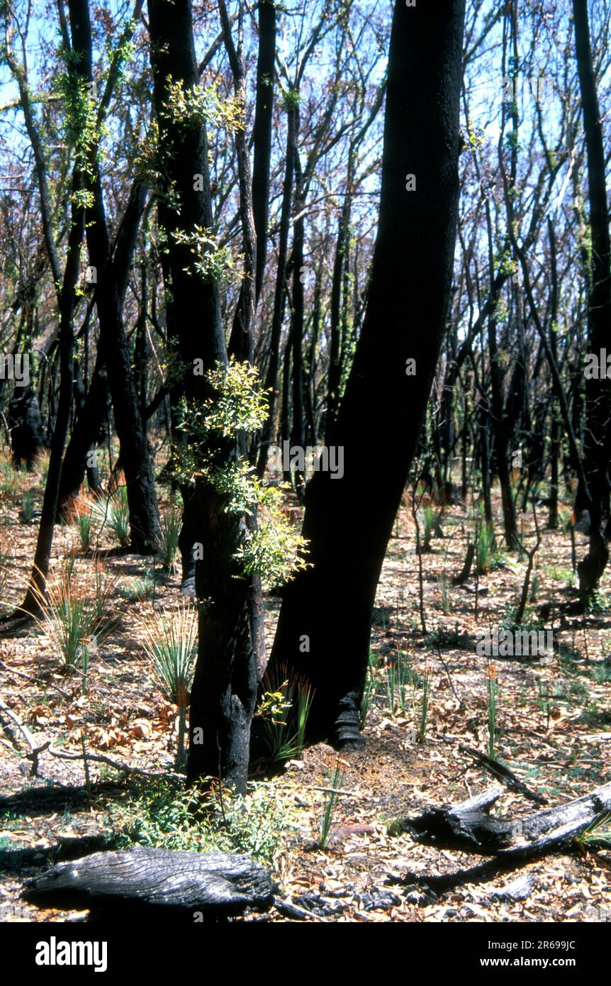 New green shoots on trees burnt in a bushfire: symbolizing new growth ...