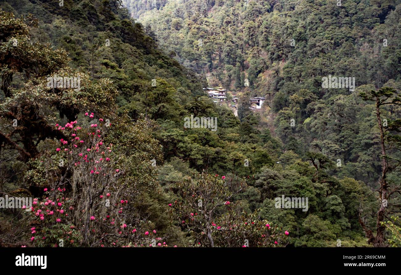 The forests in Bhutan are lush and diverse, home to a rich array of ...