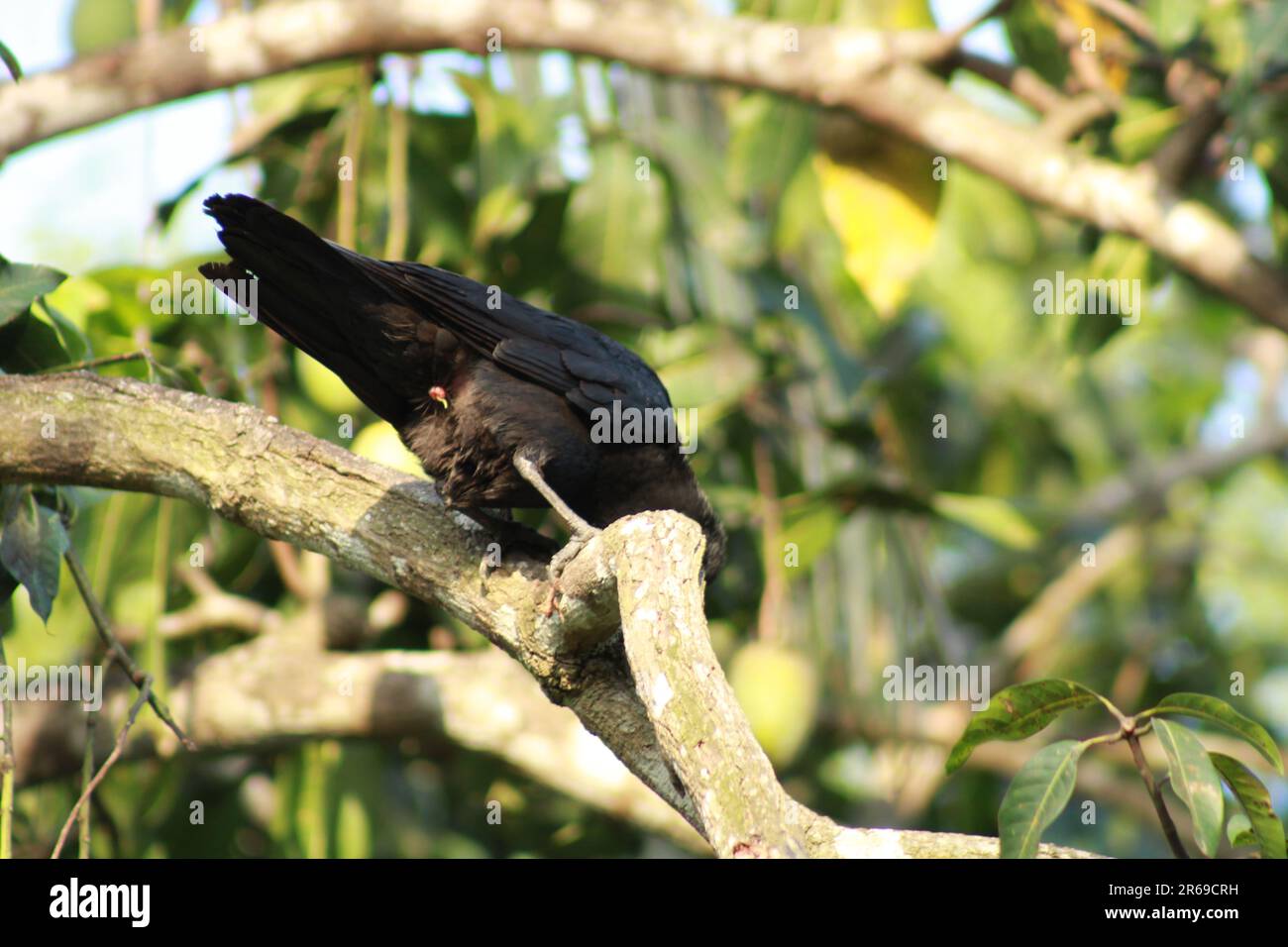crow is sitting on a tree branch Stock Photo - Alamy