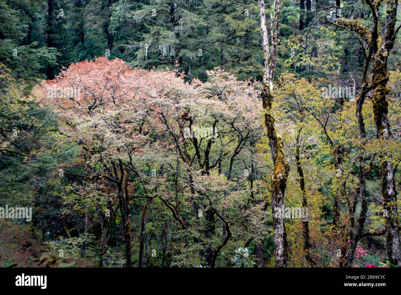 The colourful spring forests in Bhutan burst with vibrant blossoms ...
