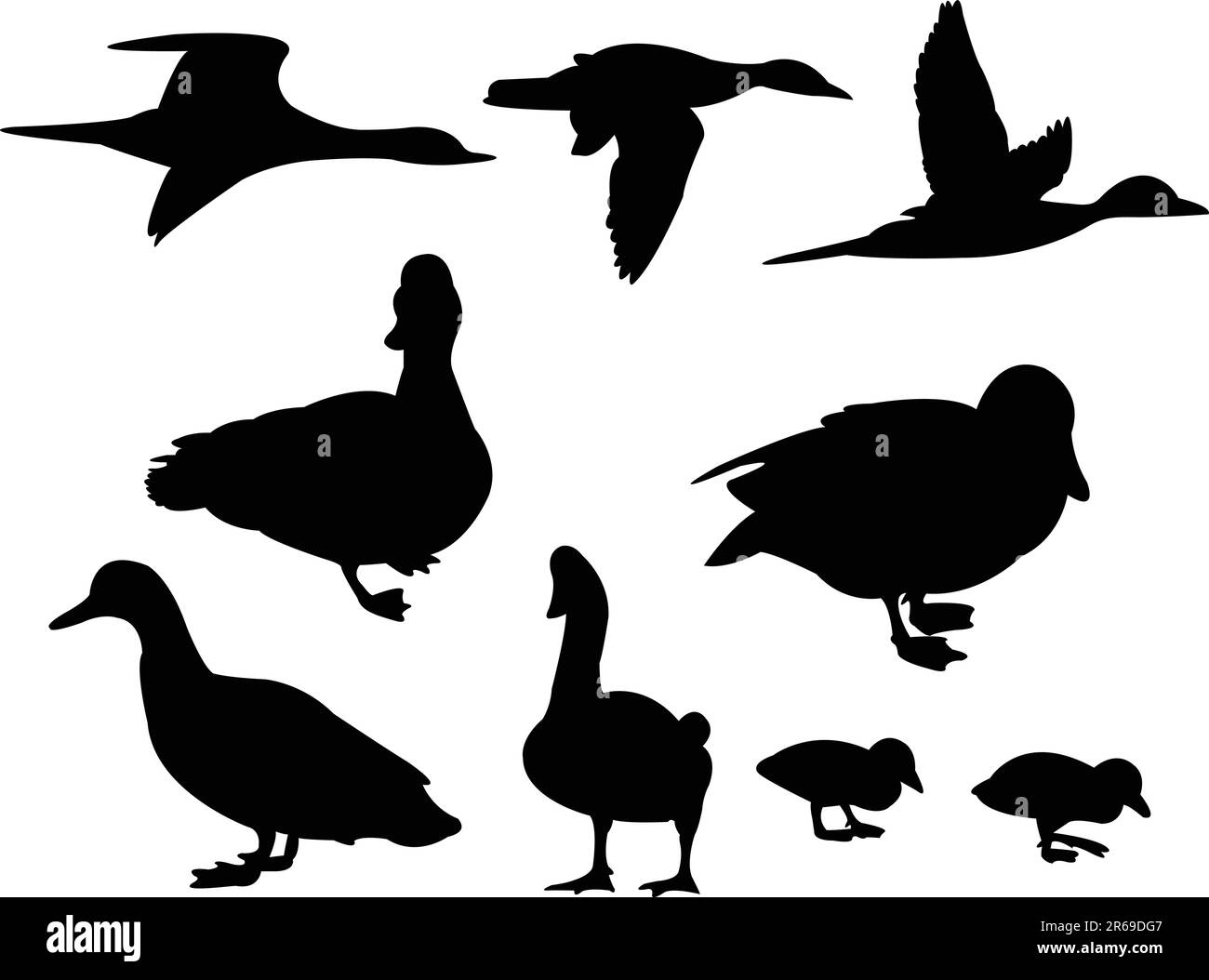 duck silhouette collection - vector Stock Vector Image & Art - Alamy