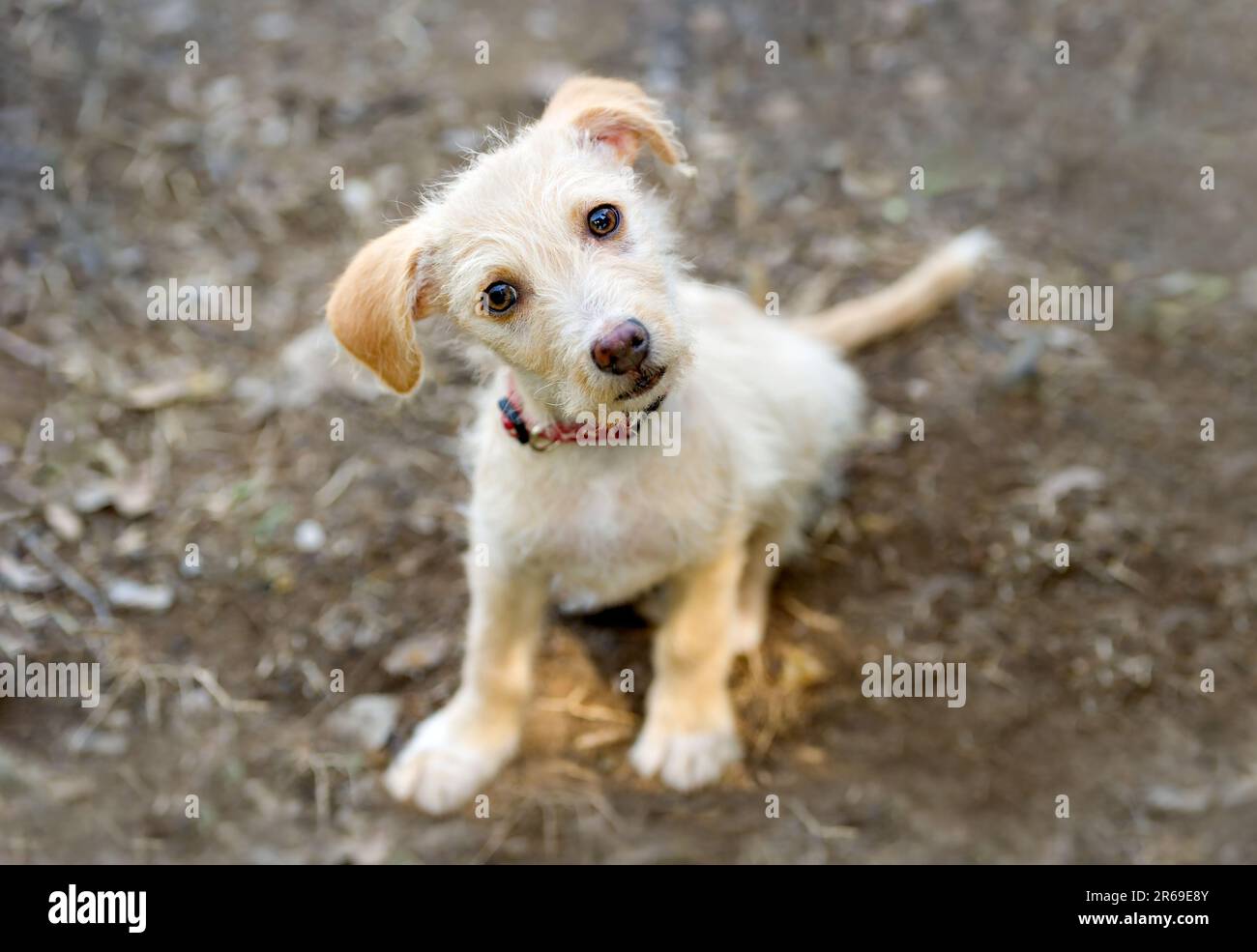 A Cute Puppy Dog Is Looking Up With A Confused Curious Look On His Face ...