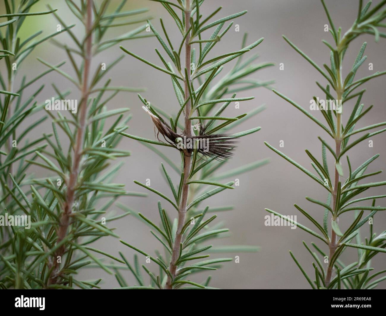 Rosemary (Salvia rosmarinus) stems with a black body feather against a ...