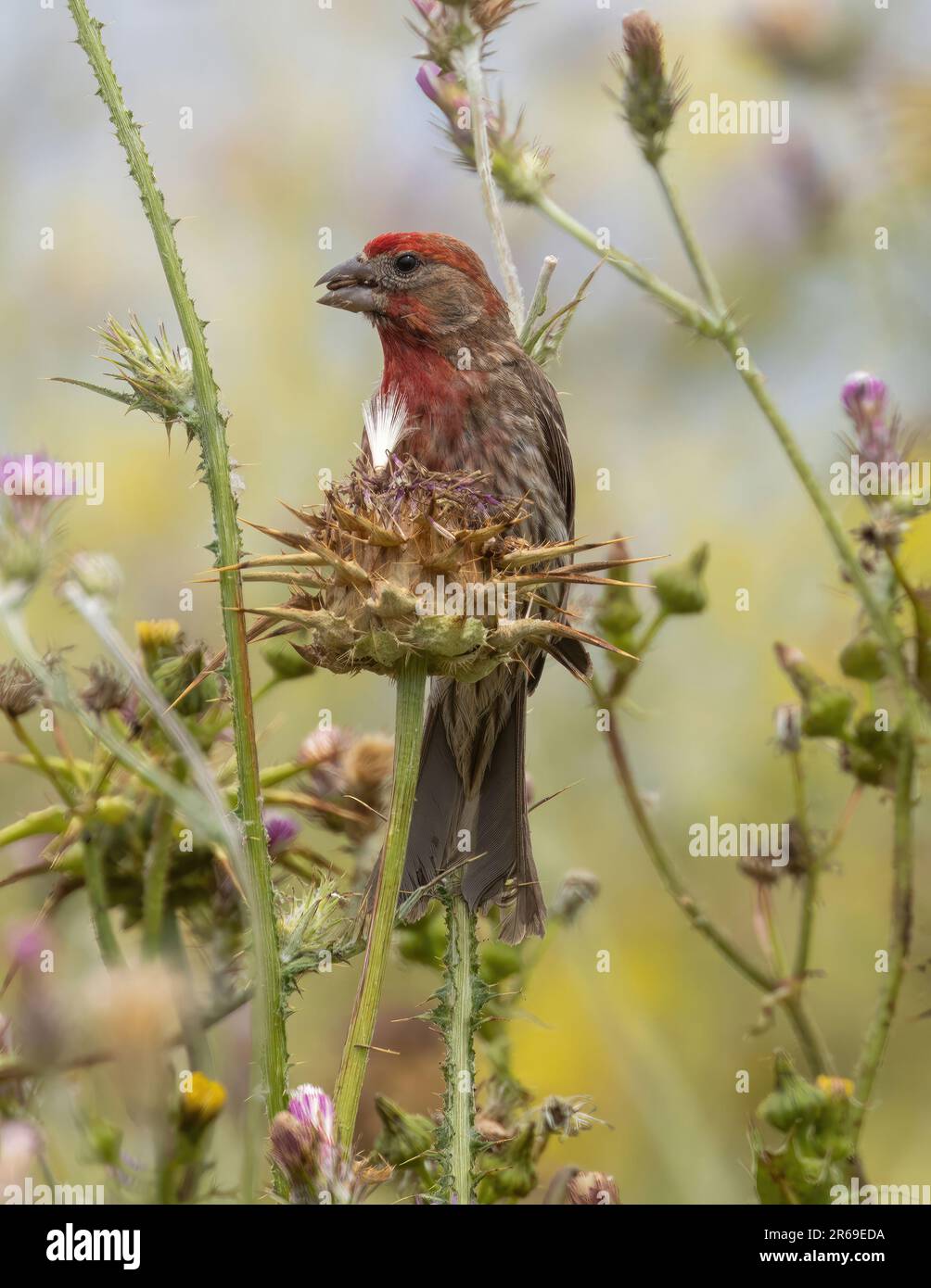 House Finch male eating Thistle seeds. Arastradero Preserve, Santa ...