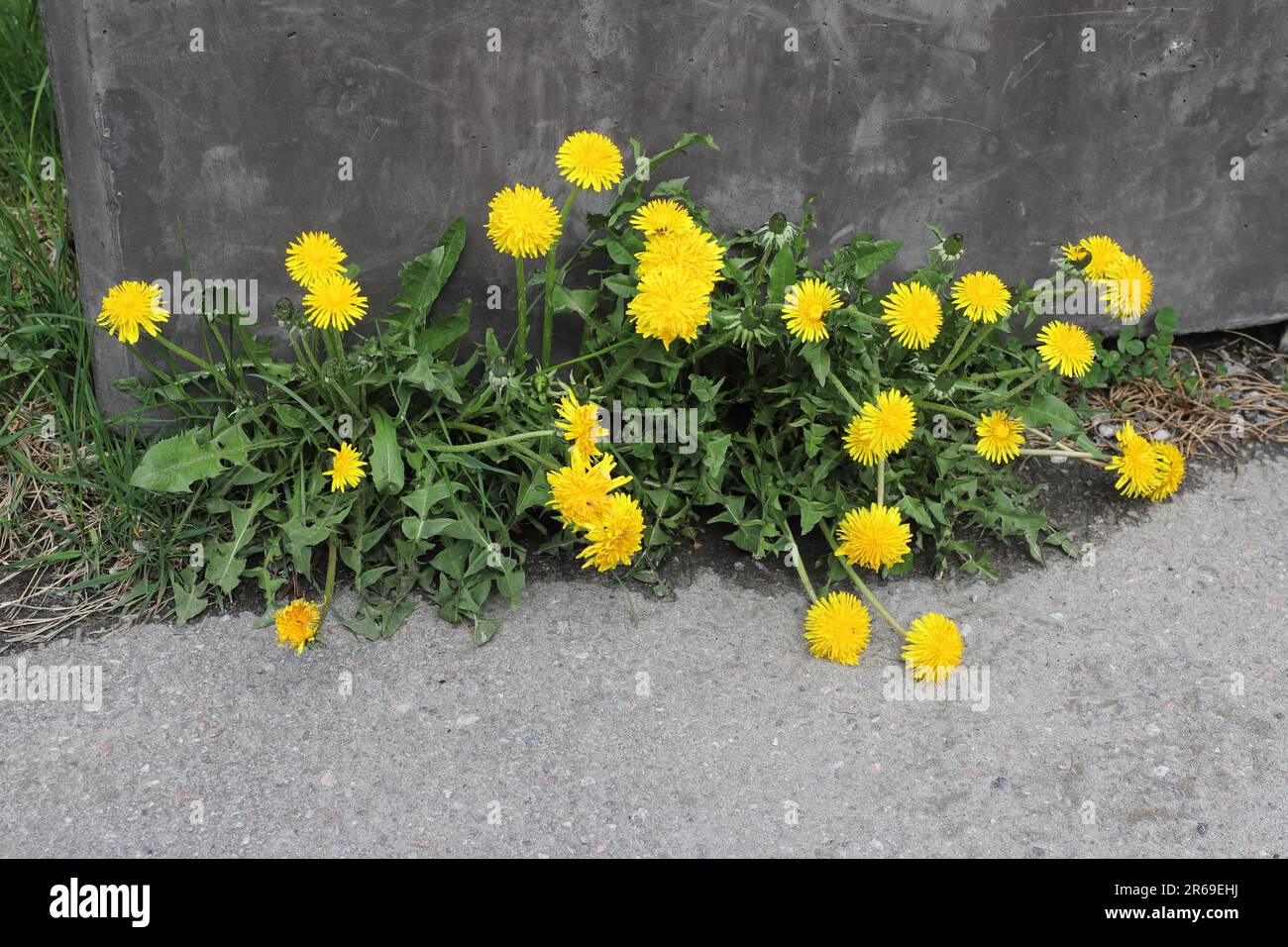 A group of dandelions grows between the wall and the pavement Stock ...