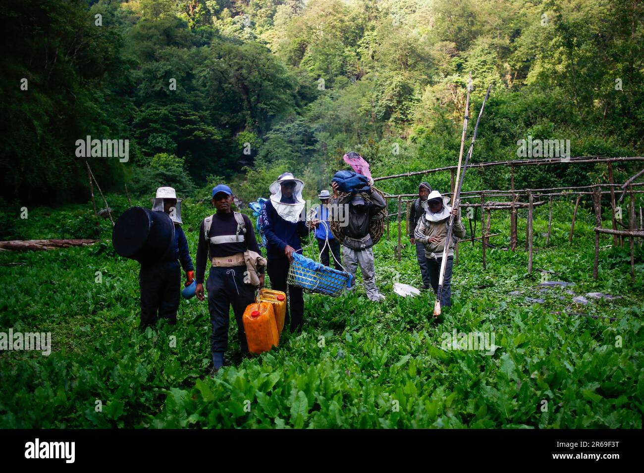 June 5, 2023, Sindhupalchowk, Nepal: Honey hunters seen in the jungle ...