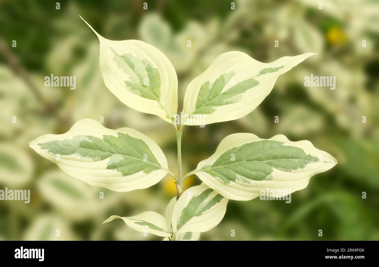 Cornus mas variegata hi-res stock photography and images - Alamy