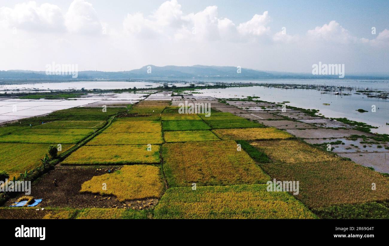 Rice Fields, Swamp and Mountain Stock Photo - Alamy