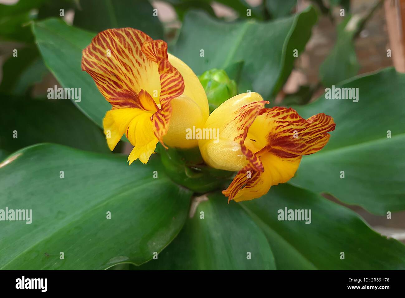 View of twin flowers of stepladder ginger with broad, thick, green ...