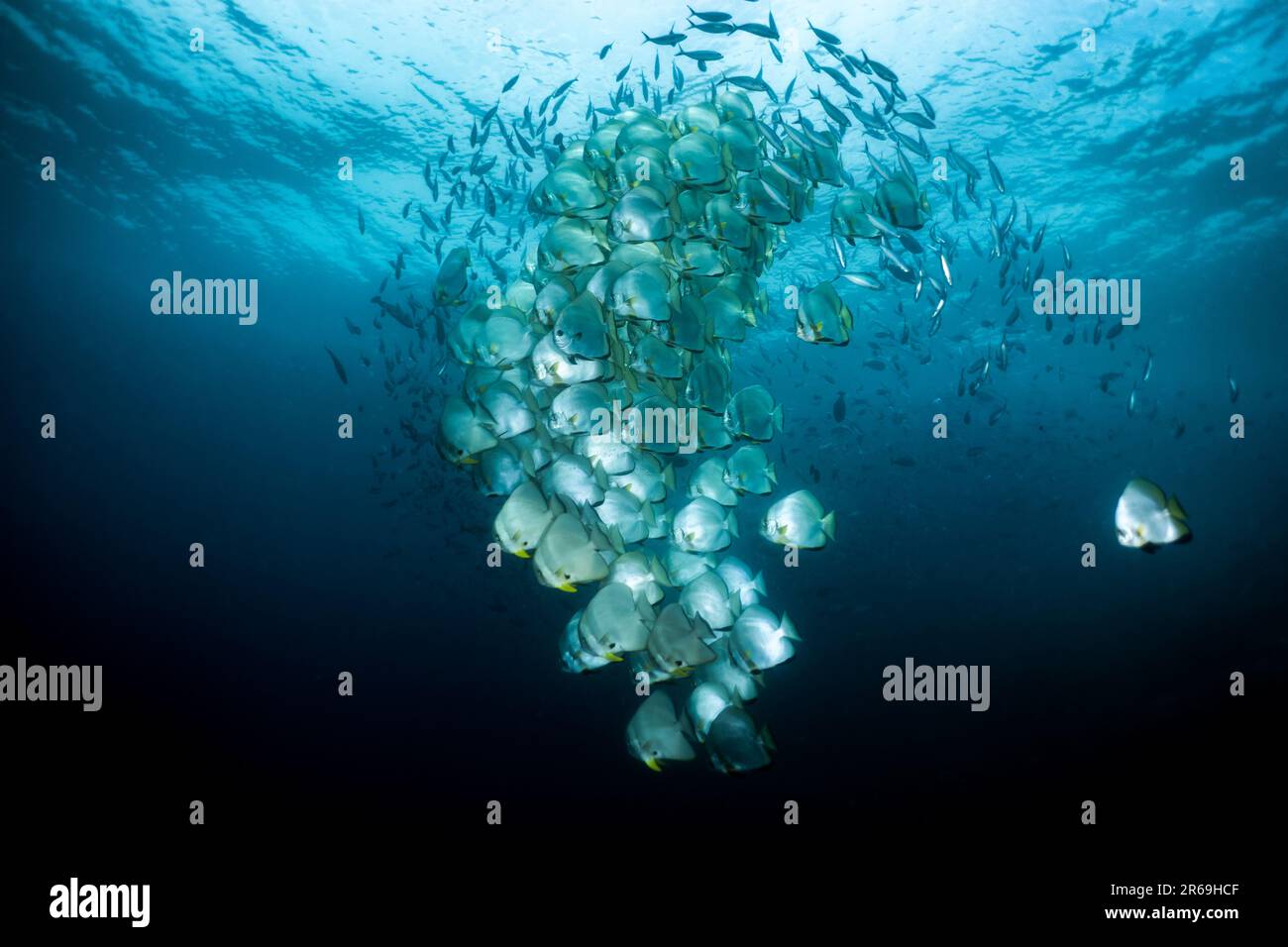 Deep sea fish dark hi-res stock photography and images - Alamy