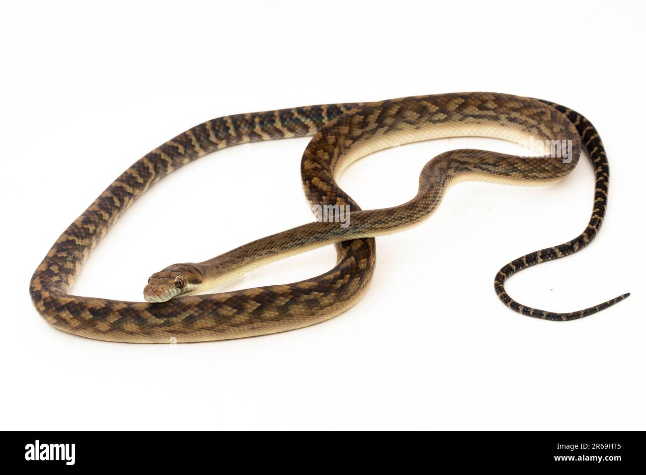 The Scrub python (Morelia amethistina) Amethystine python snake ...