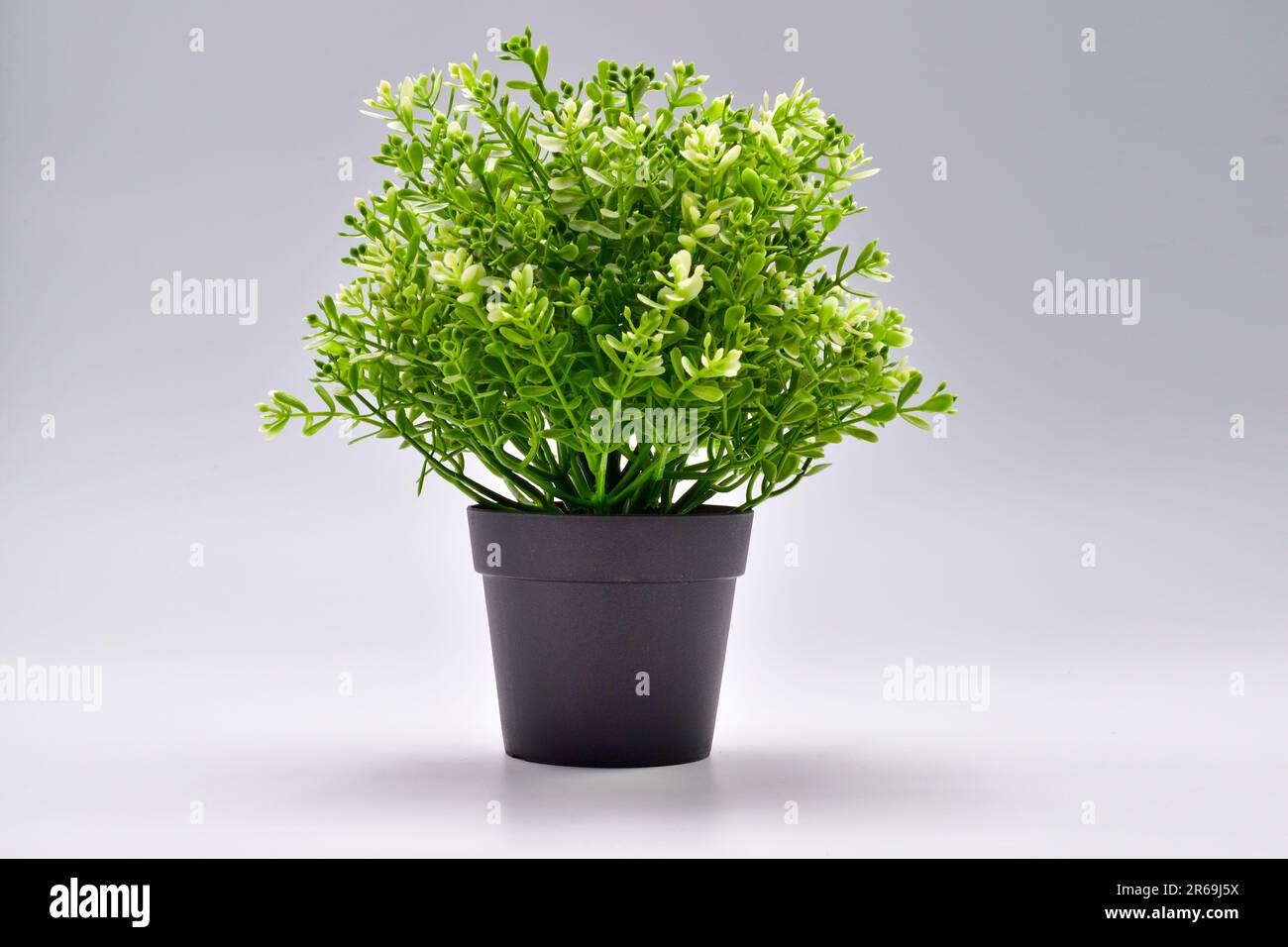 Tree in a pot isolate on White Background.minimalist style black plant ...