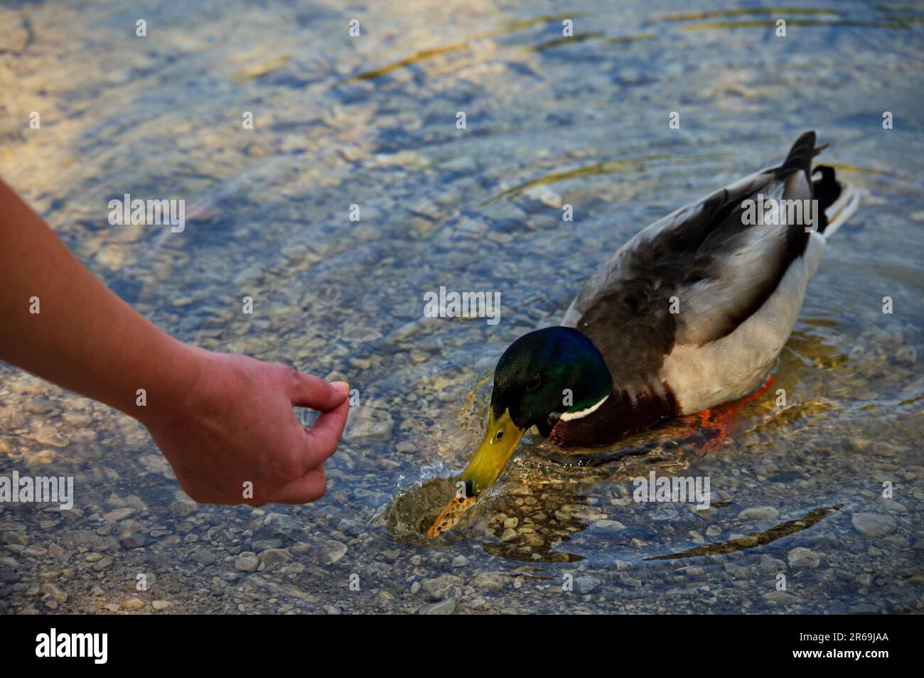 Woman hand reflection in water hi-res stock photography and images - Alamy