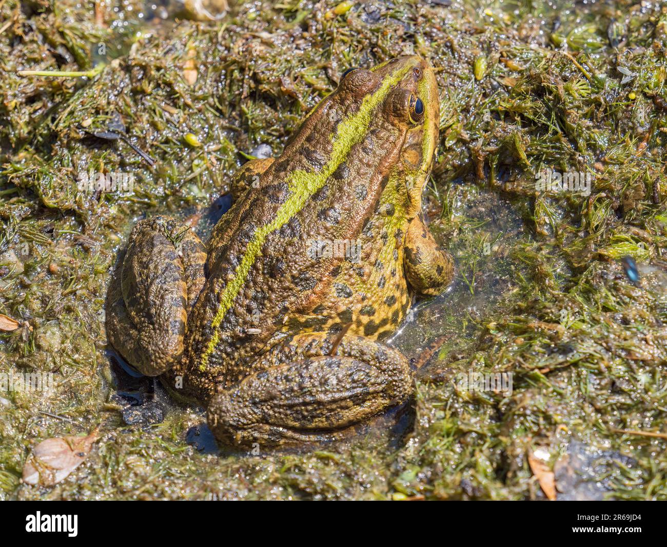 A large green frog with puffy cheeks sits in the marsh Stock Photo - Alamy