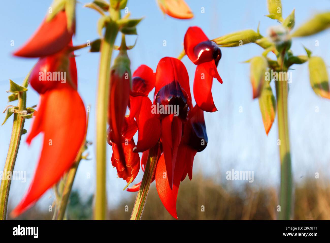 Wildflower, Sturt Desert Pea ( swainsoma formosa ) Western Australia ...