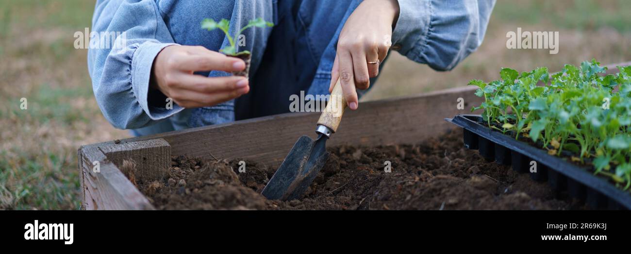 Young woman using trowel to growing vegetable seedling into soil on ...