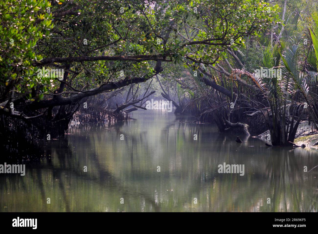 A canal in Sundarbans.Sundarbans is the biggest natural mangrove forest ...