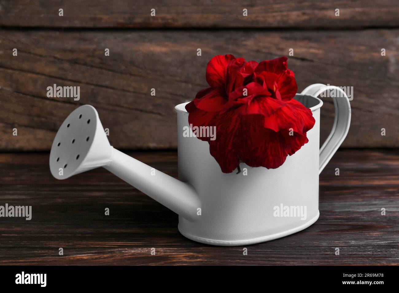 Begonia plant watering can hi-res stock photography and images - Alamy