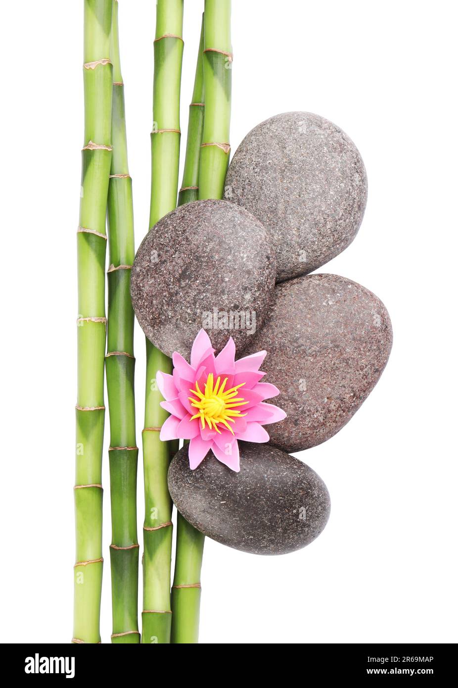 Top view flower stems hi-res stock photography and images - Alamy