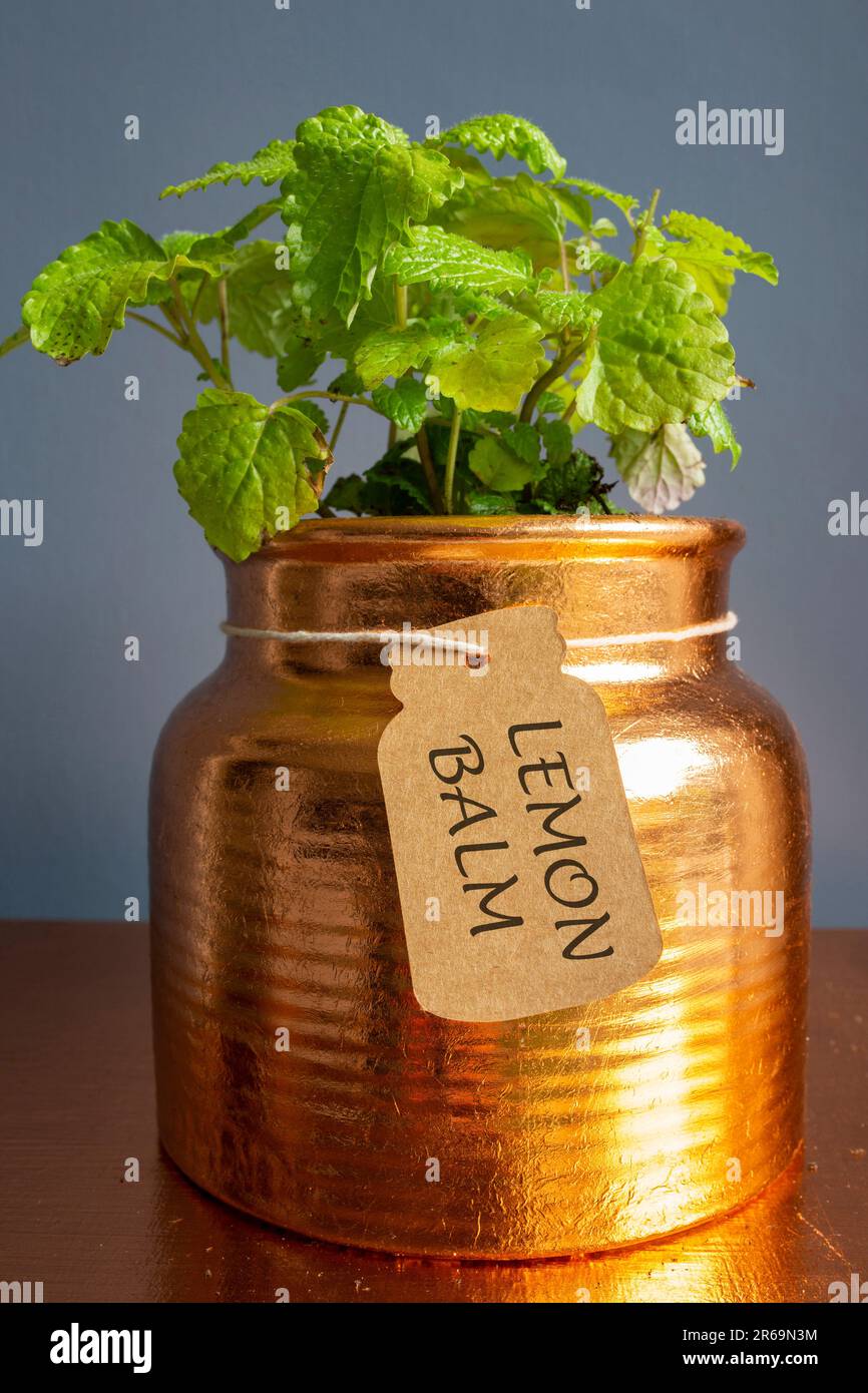 Lemon balm plant labelled on card tag growing in gilded copper planter ...