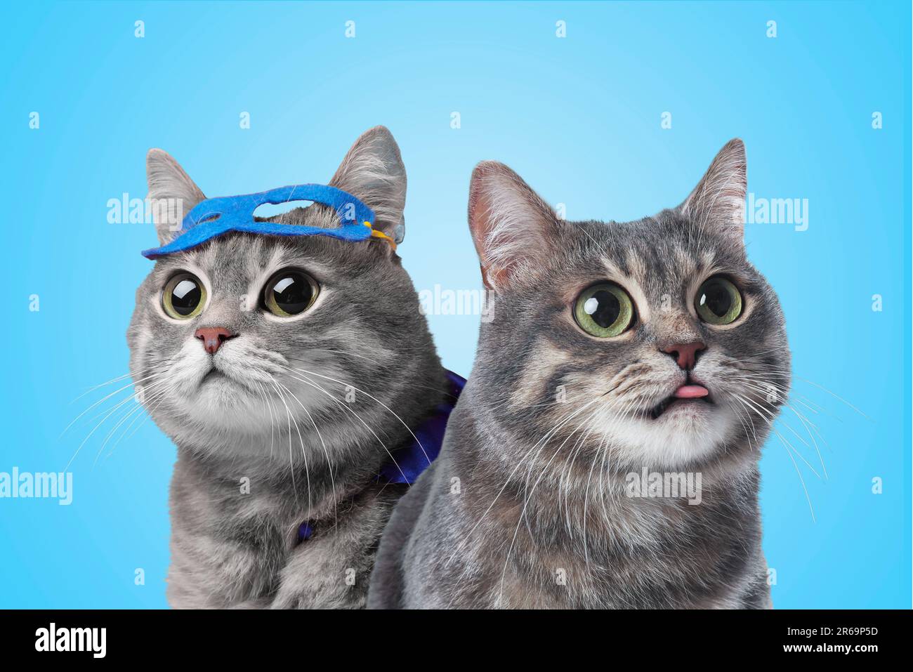 Surprised Cute Animals