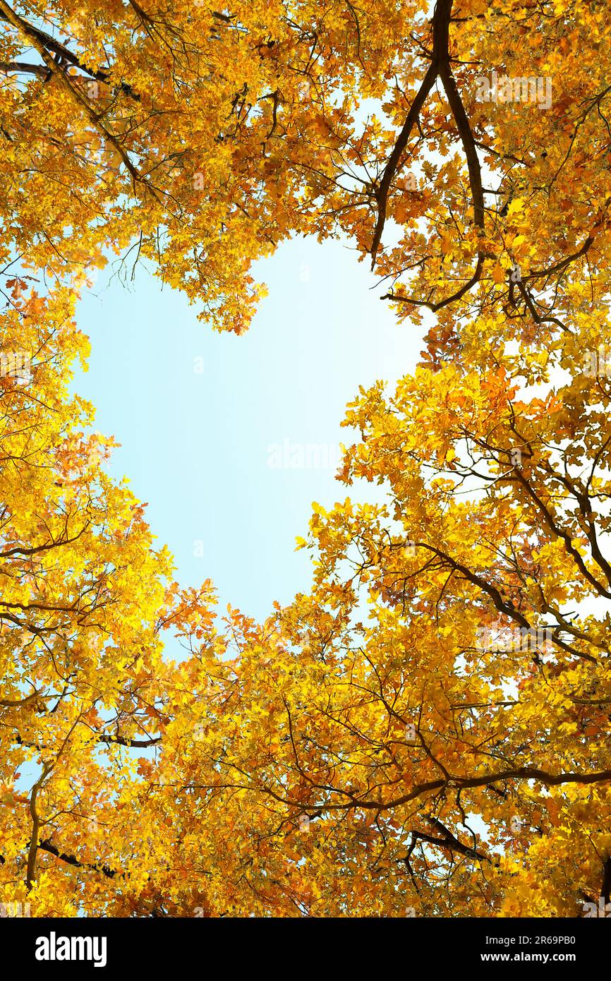 Sky visible through heart shaped gap formed of autumn trees crowns ...