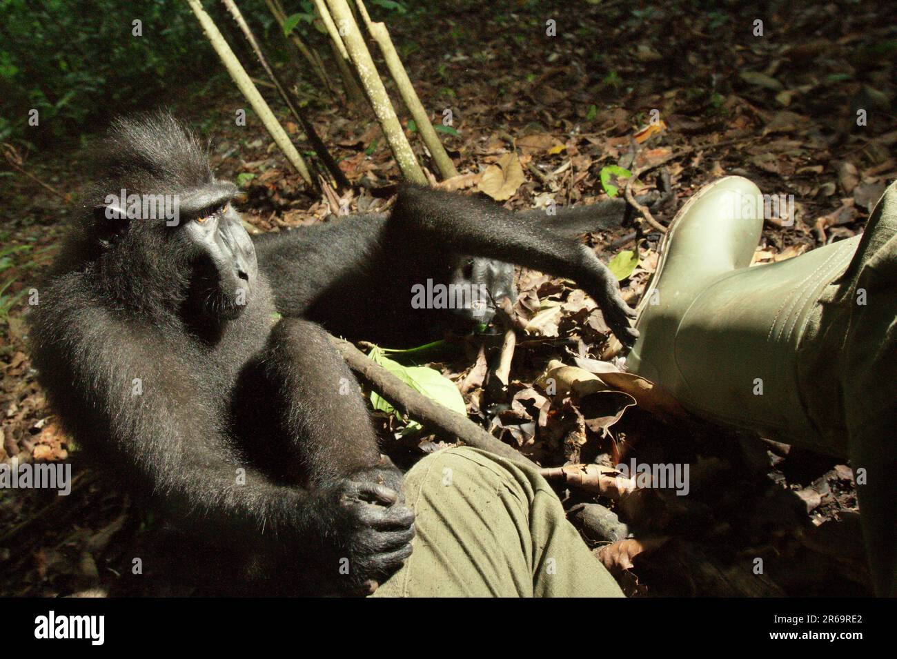 Sulawesi black-crested macaques (Macaca nigra) show friendly behaviors ...