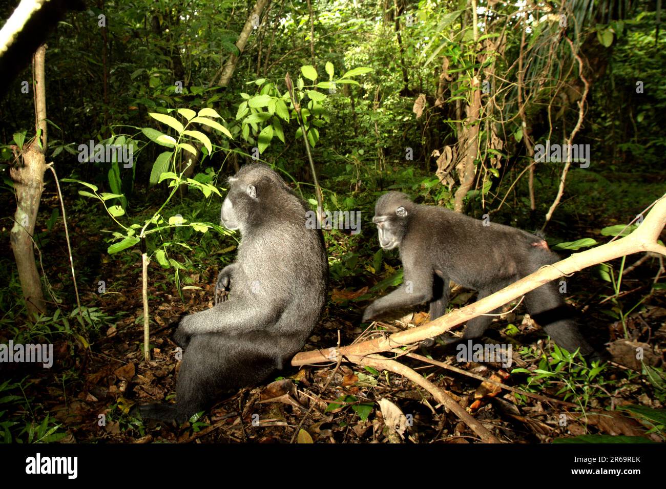 Primate changing behavior hi-res stock photography and images - Alamy