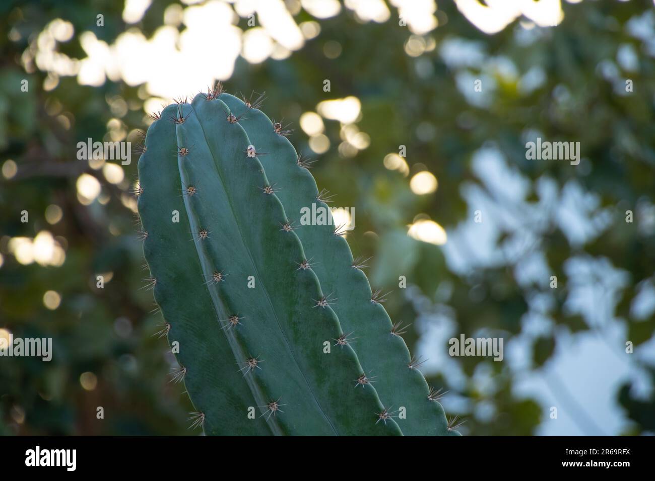 Cactus in egypt hi-res stock photography and images - Alamy