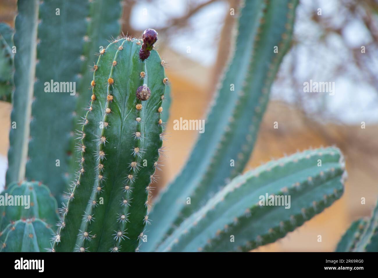 Cactus in egypt hi-res stock photography and images - Alamy