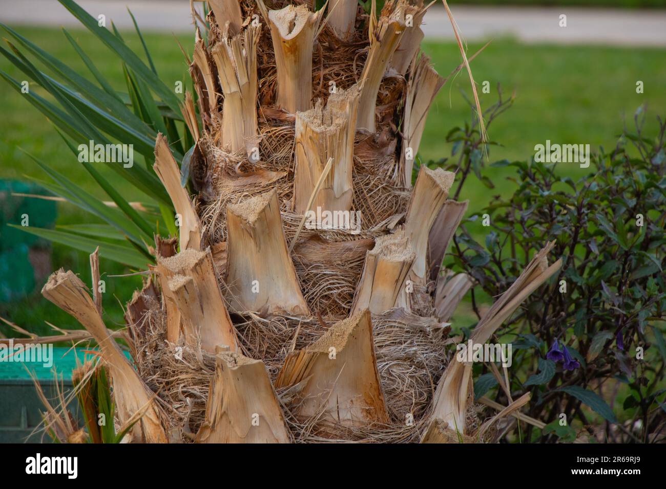 palm tree bark closeup as background Stock Photo - Alamy