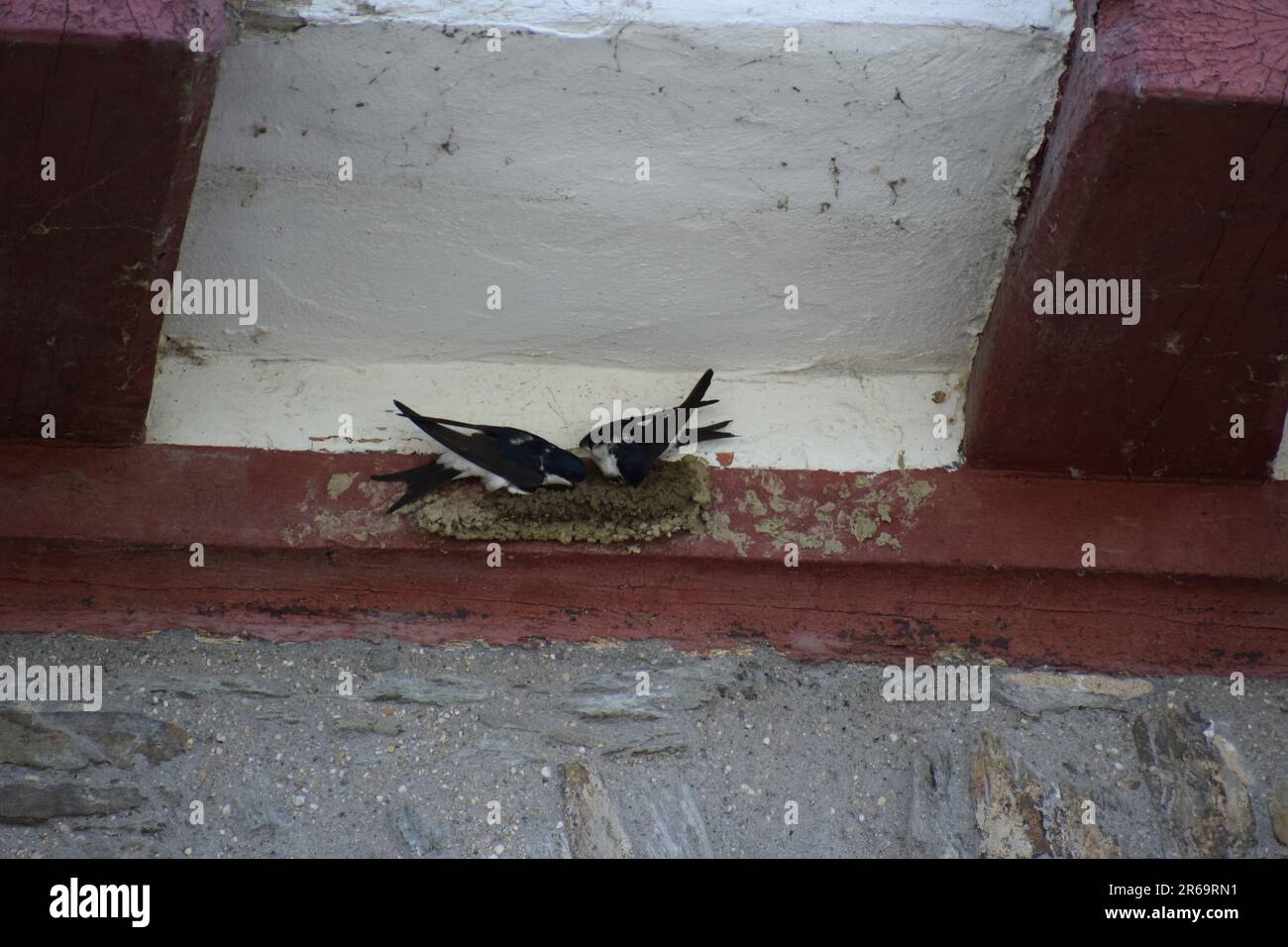 Swallow building their Nests Stock Photo - Alamy