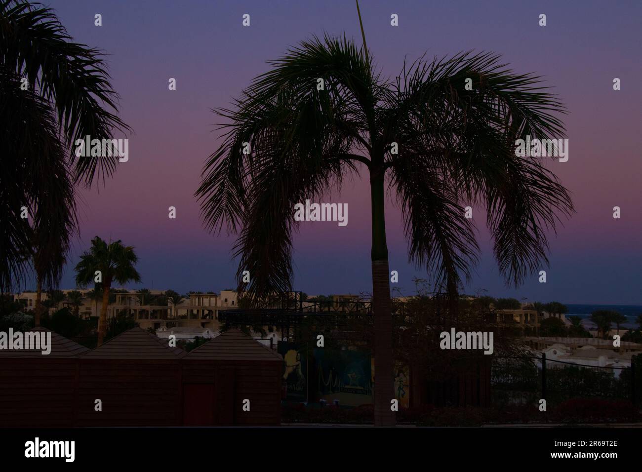 Egyptian tree hi-res stock photography and images - Alamy