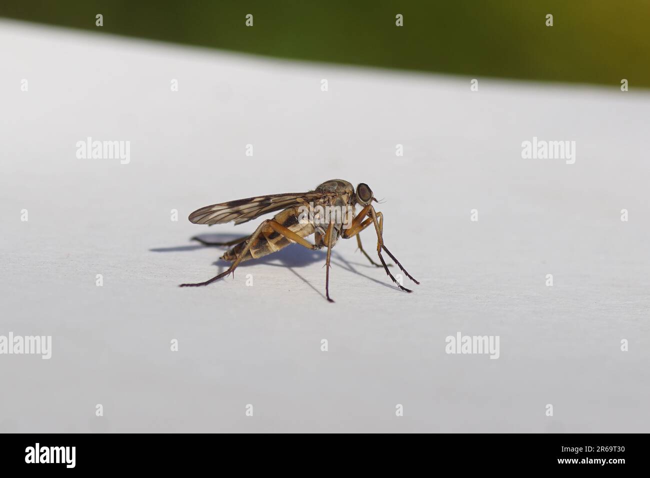 Side view of a Downlooker snipefly (Rhagio scolopaceus) on white paper ...