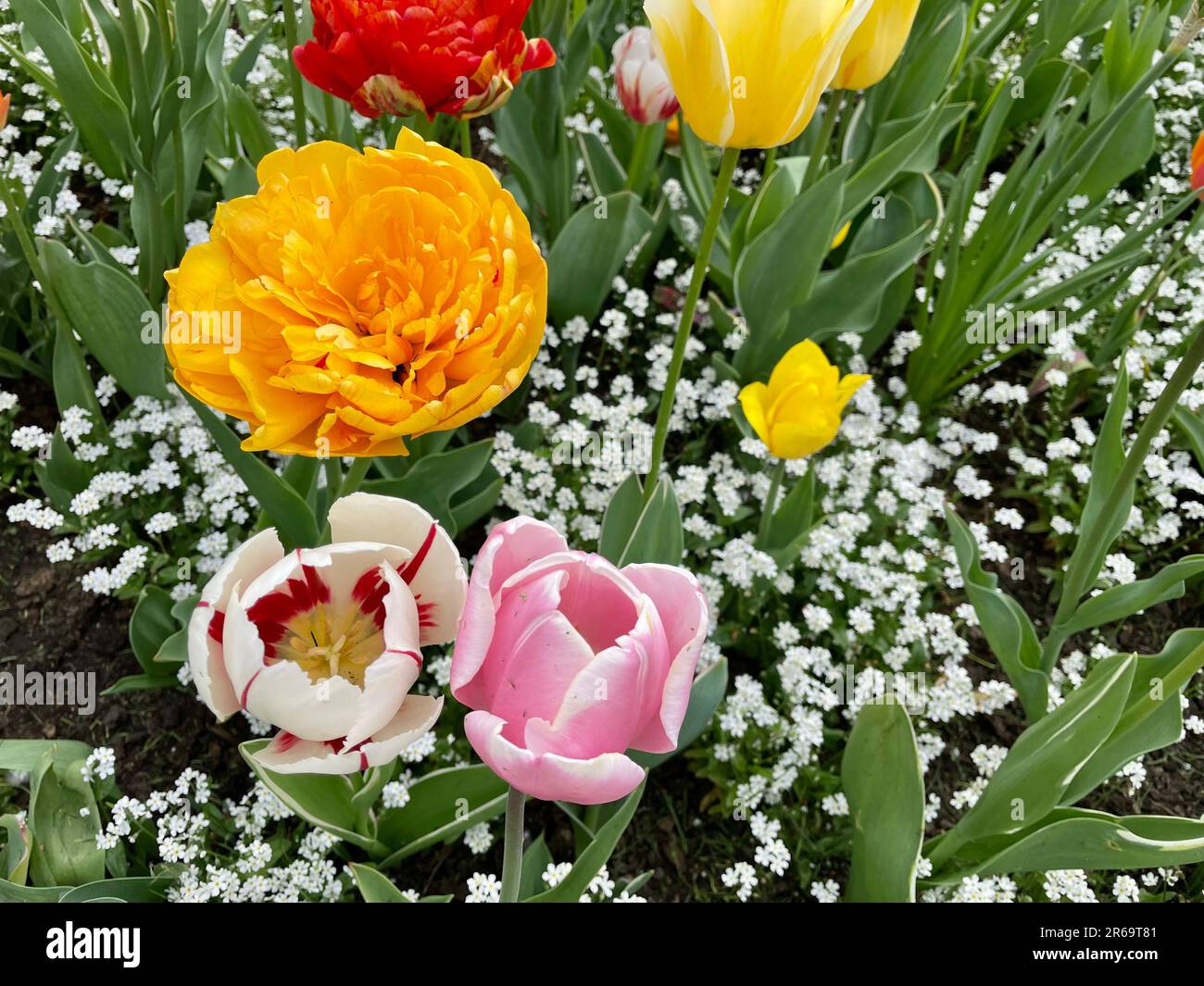 Prague tulip hi-res stock photography and images - Alamy