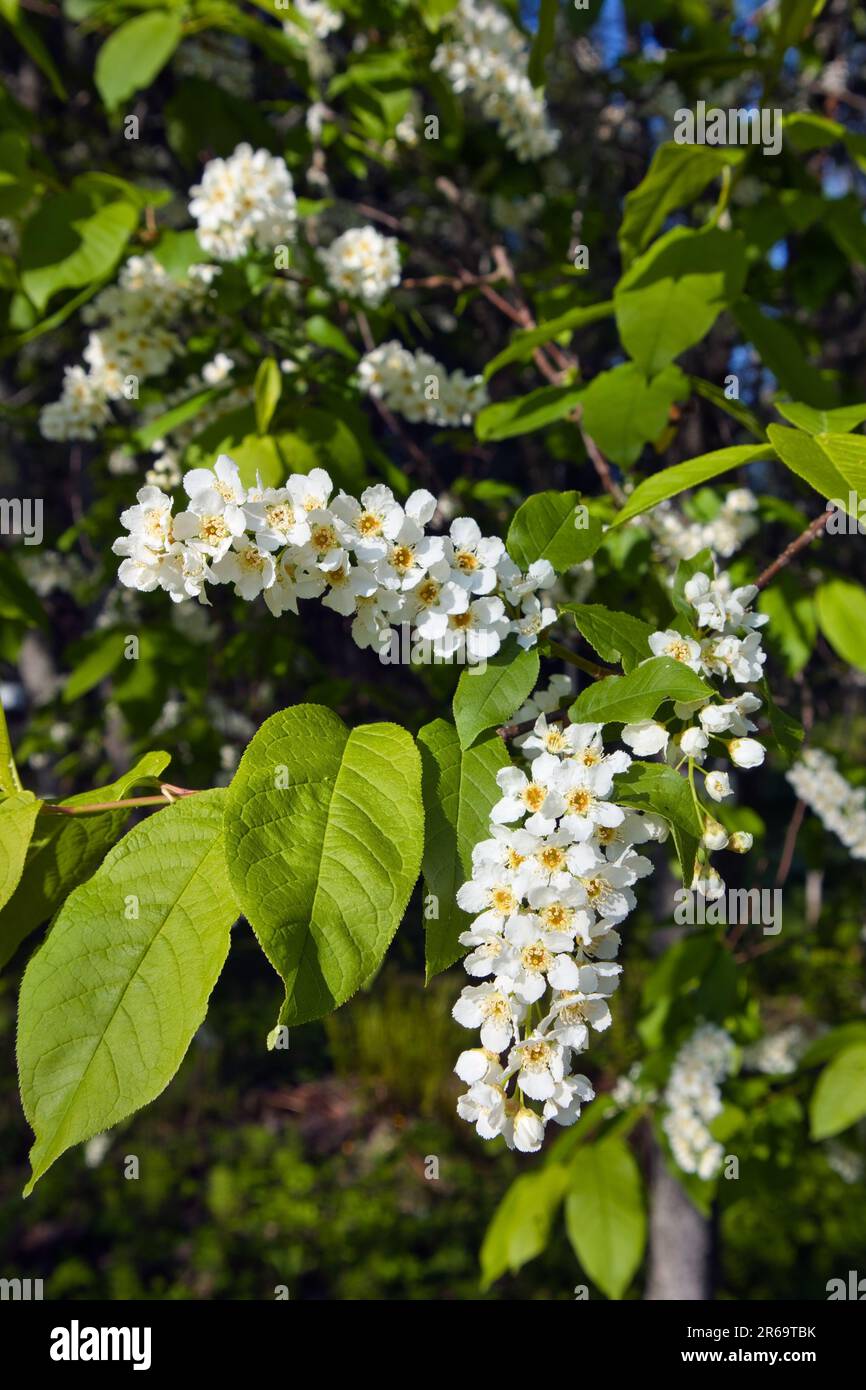Prunus padus bird hi-res stock photography and images - Alamy
