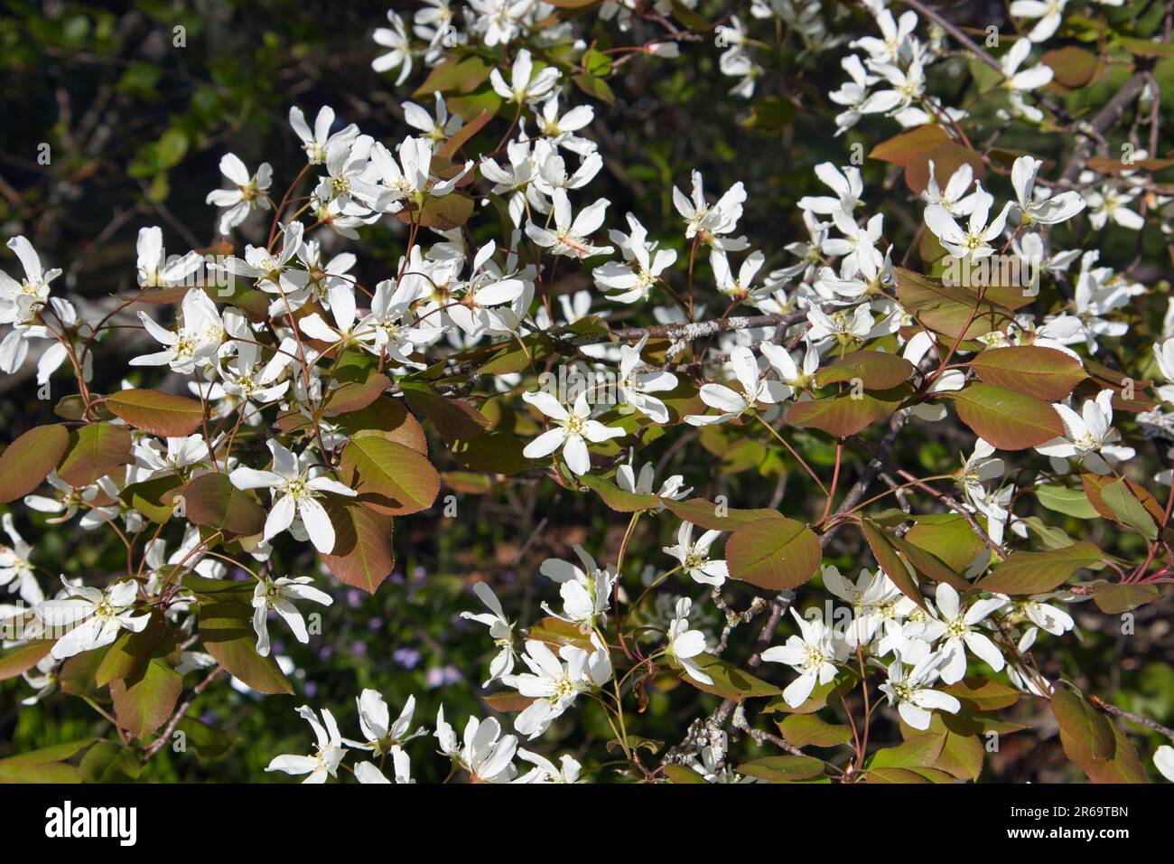 Smooth serviceberry, Amelanchier laevis flowers Stock Photo - Alamy