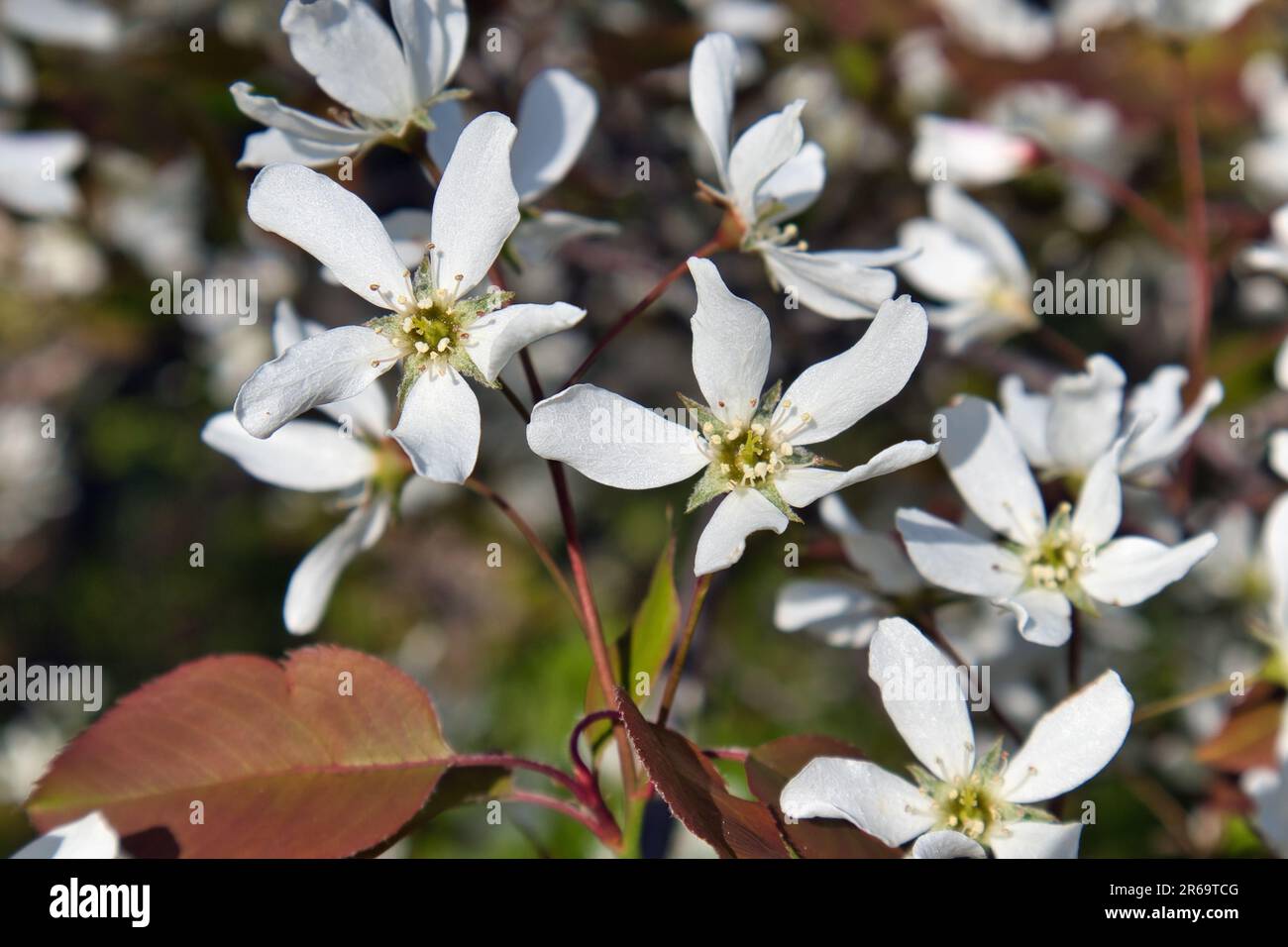 Smooth serviceberry, Amelanchier laevis flowers Stock Photo - Alamy