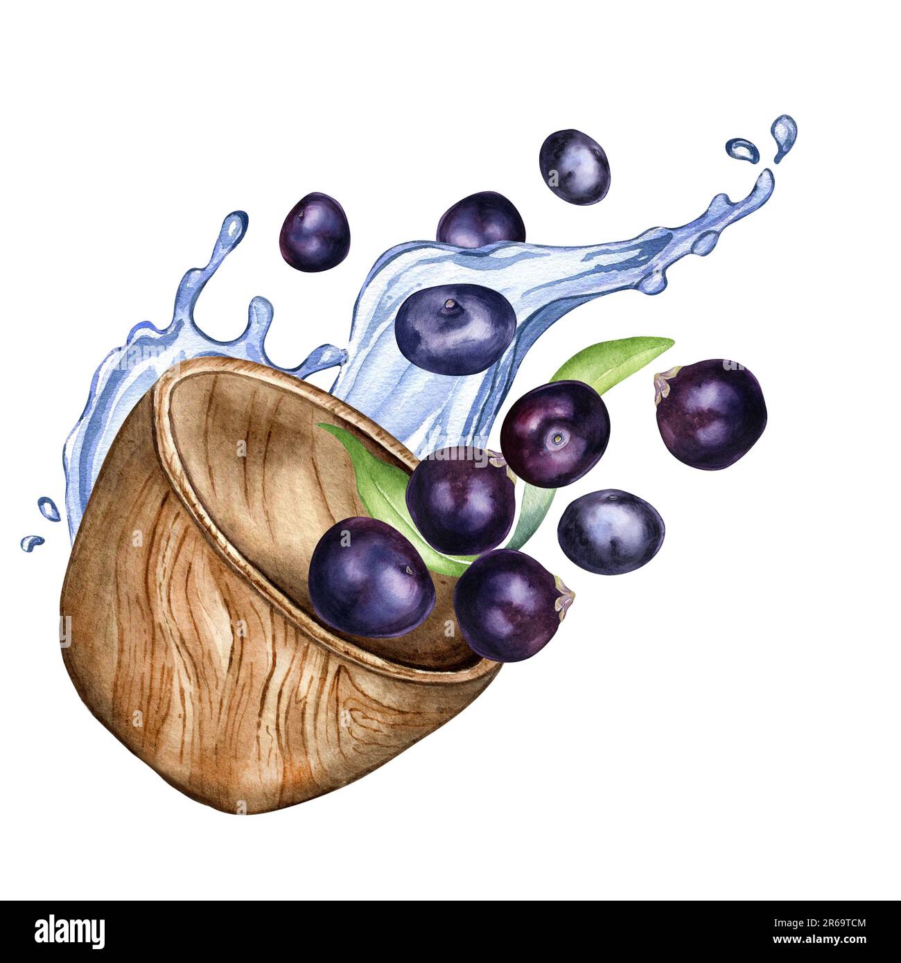 Composition of acai berries in wooden bowl watercolor illustration ...