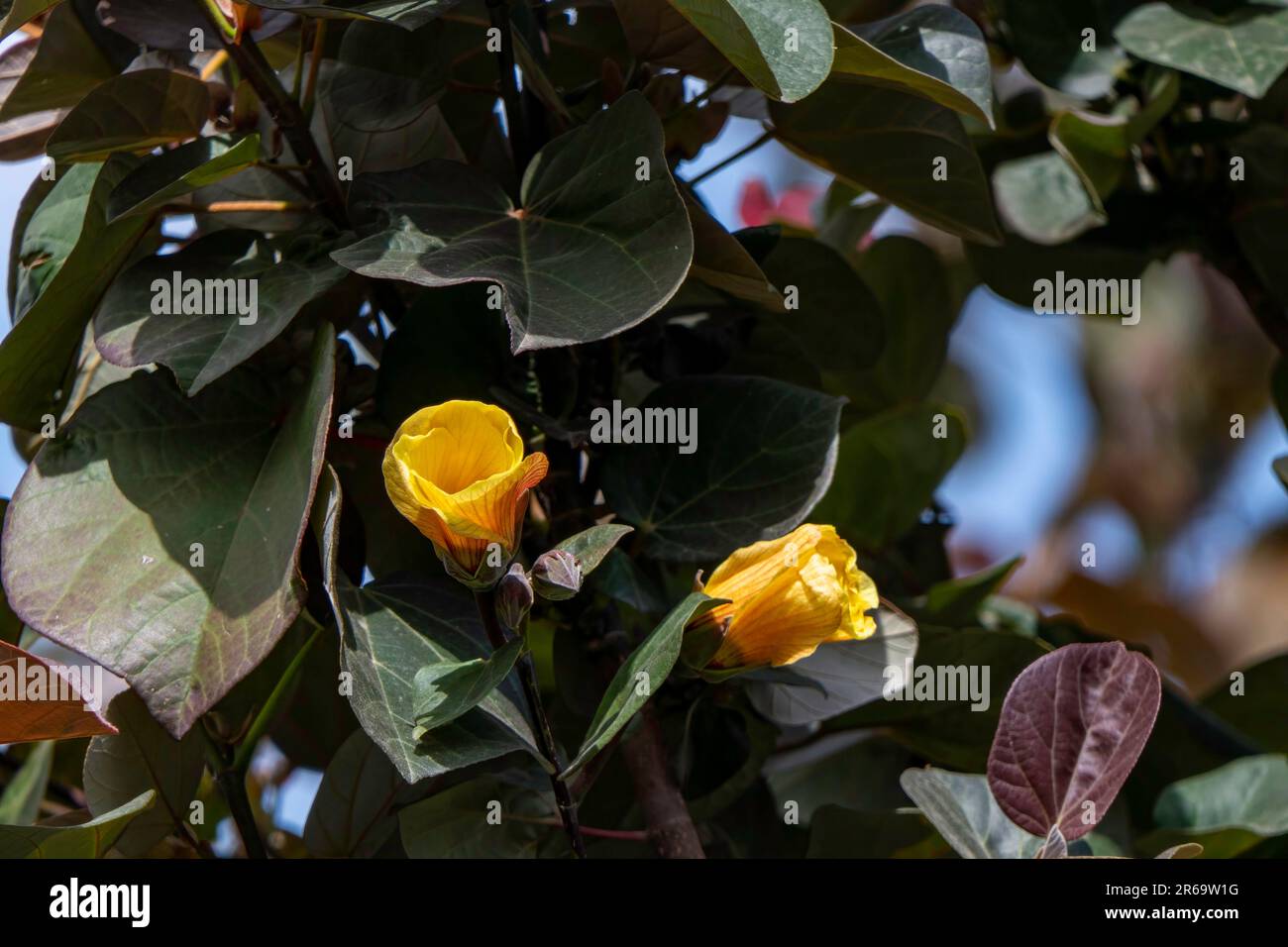 Red and yellow flowers of thespesia populnea or portia or Pacific ...