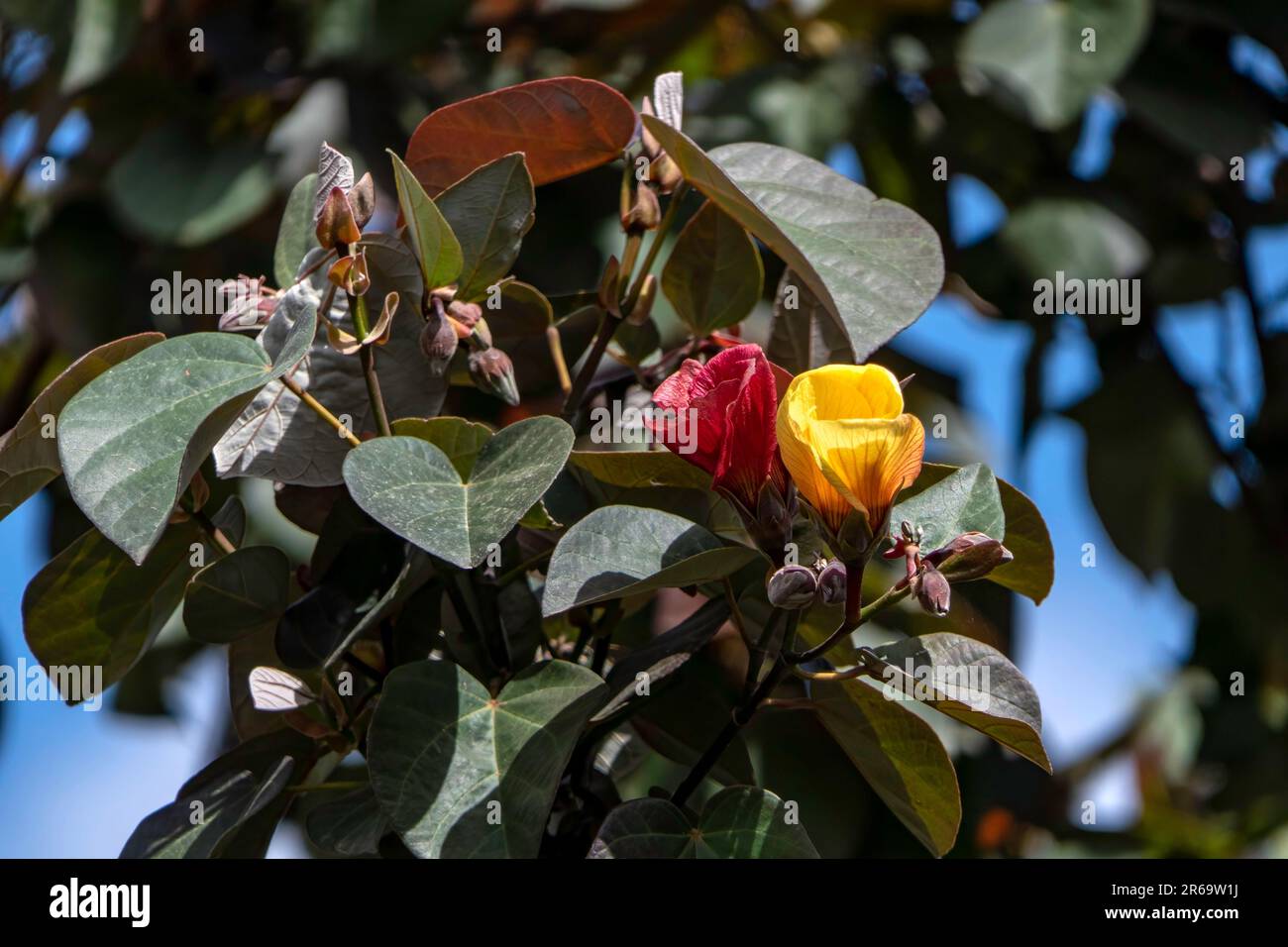 Red and yellow flowers of thespesia populnea or portia or Pacific ...