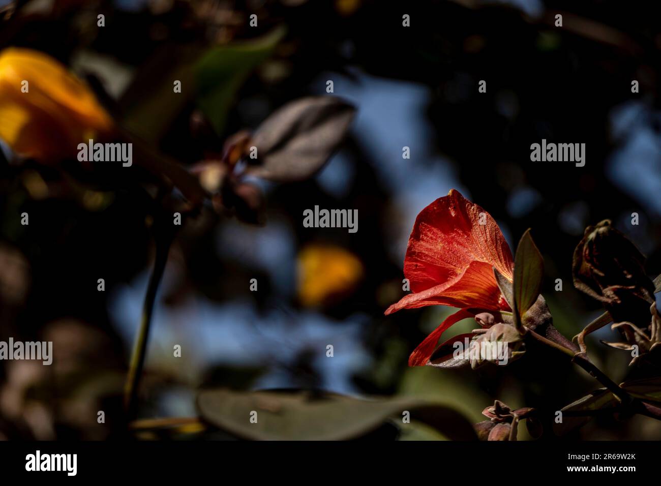 Indian rosewood red color hi-res stock photography and images - Alamy