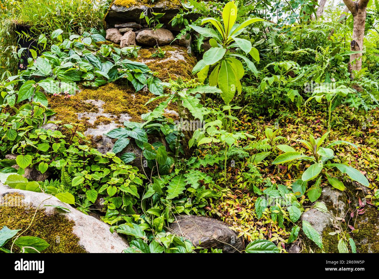 The tropical planting at The Fauna & Flora Garden designed by Jilayne ...