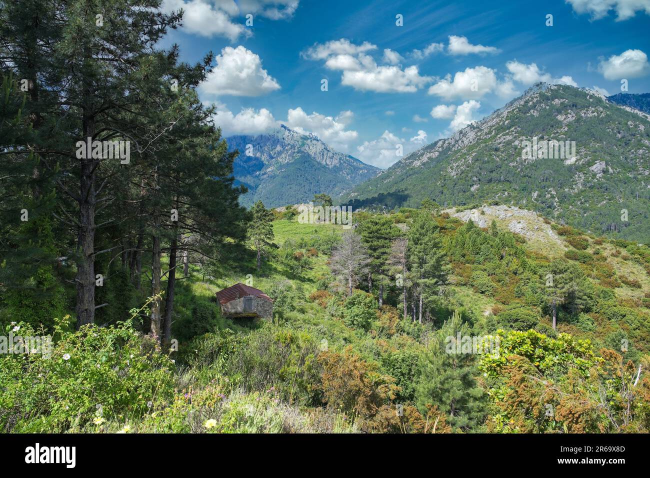 Corsica, an ancient barn in the mountain, in spring, wild landscape ...