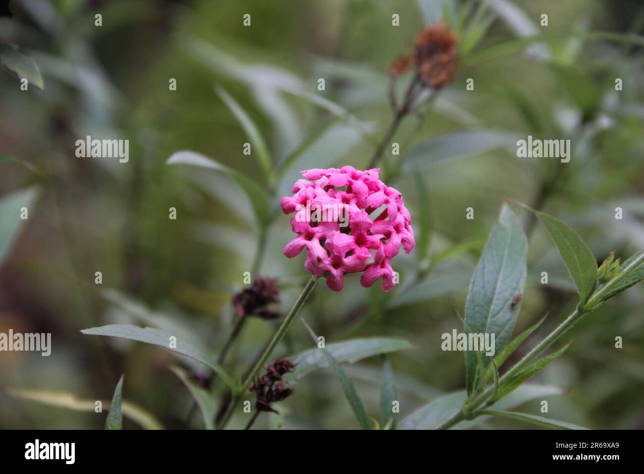 Pink Panama Rose. Rondeletia leucophylla, Arachnothryx leucophylla ...